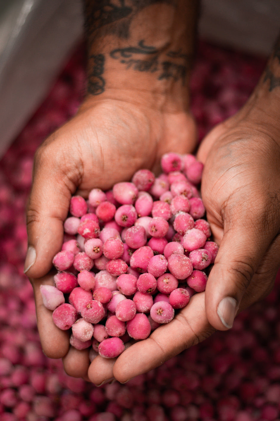 Explore The Knowledge About Native Australian Fruits – FINGER LIMES ...