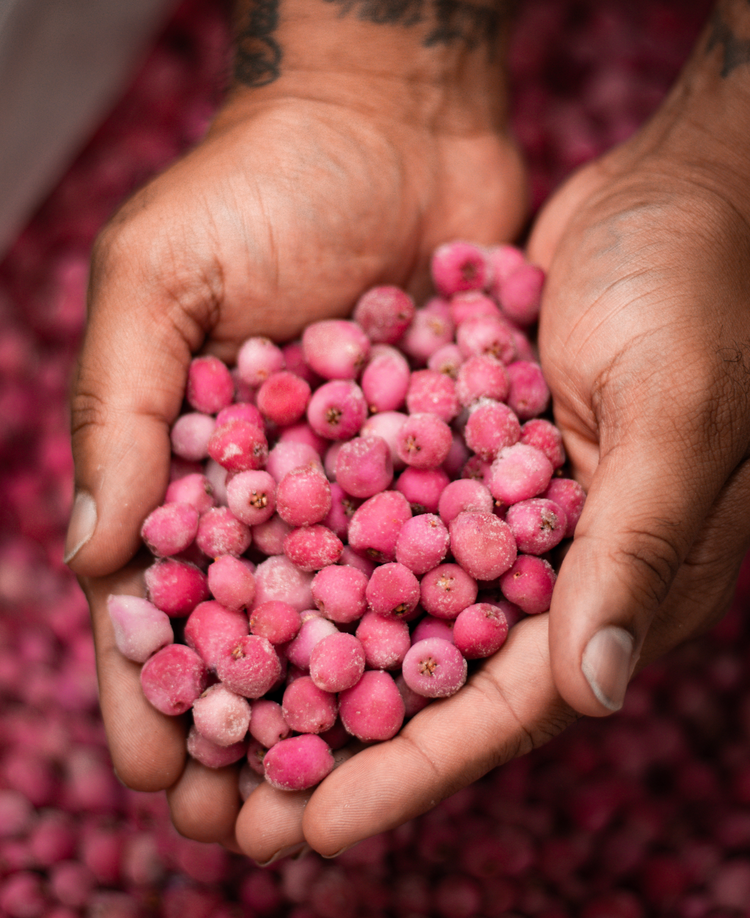 Native Ingredients Are The New Face Of Australian Cuisine