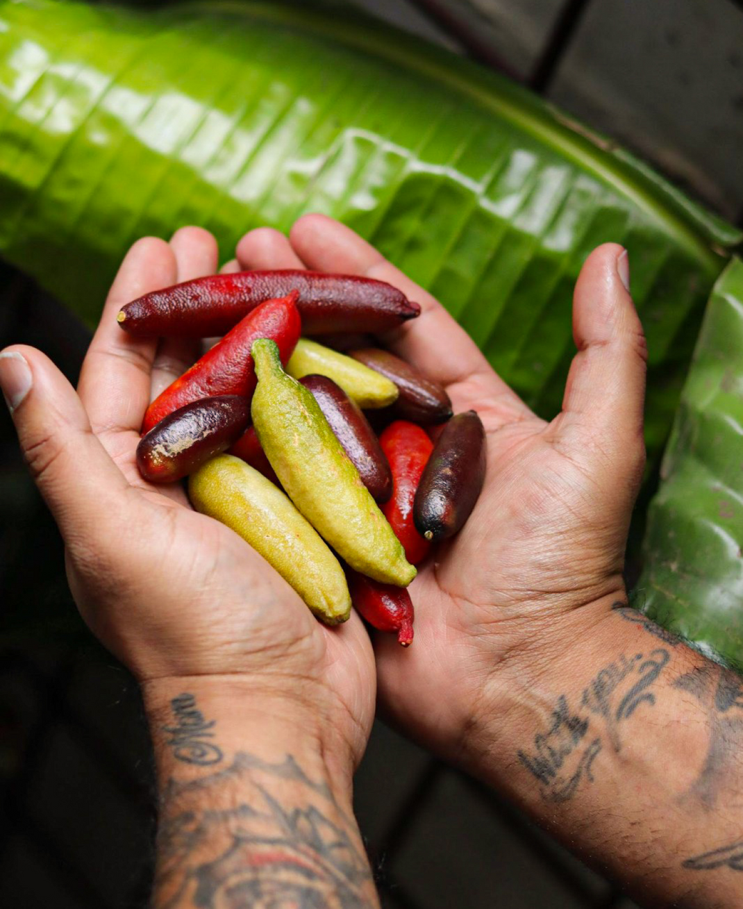 Ultimate Guide to Variety of Finger Lime Tree Australia – FINGER LIMES ...