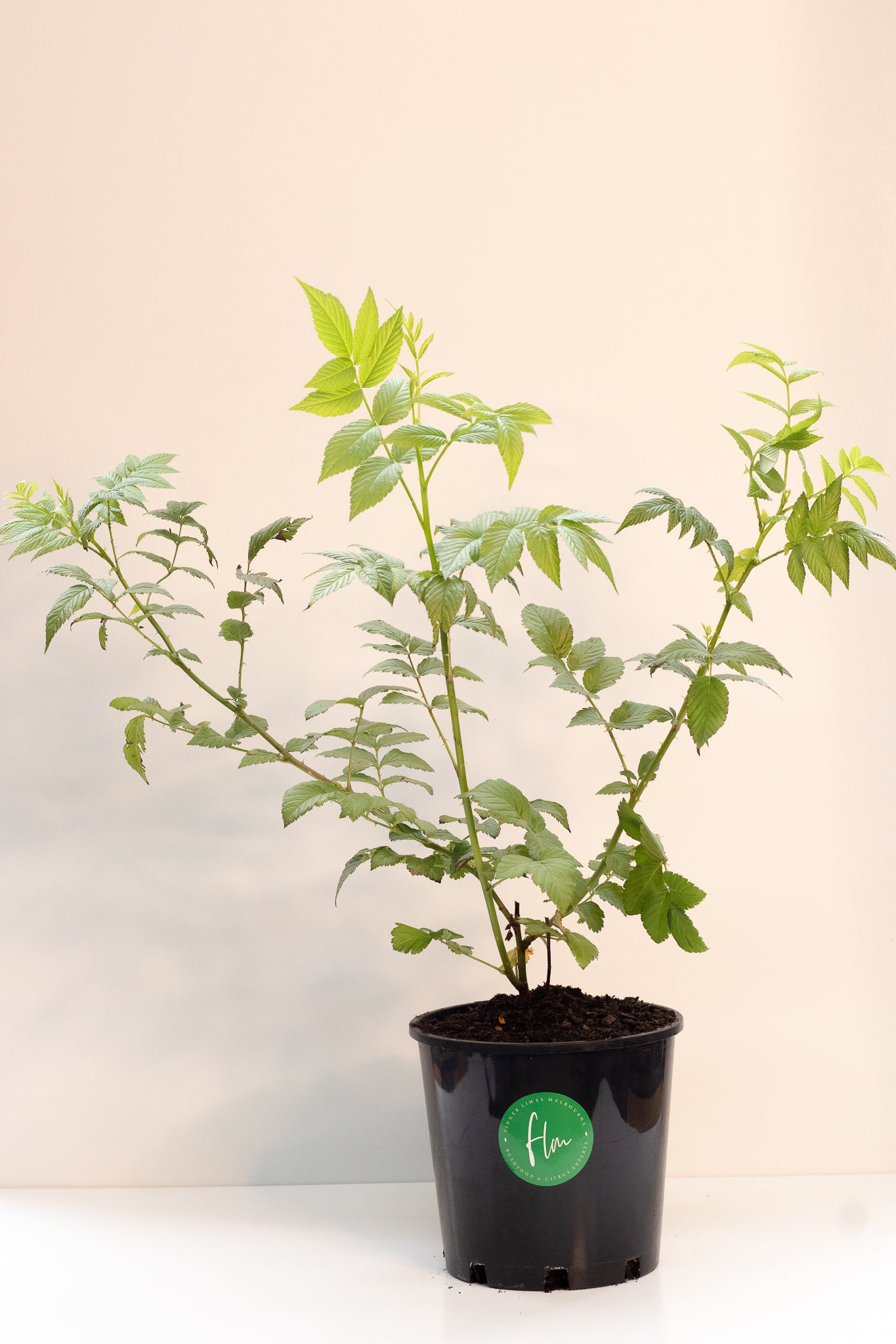 Native Raspberry - Atherton – FINGER LIMES MELBOURNE