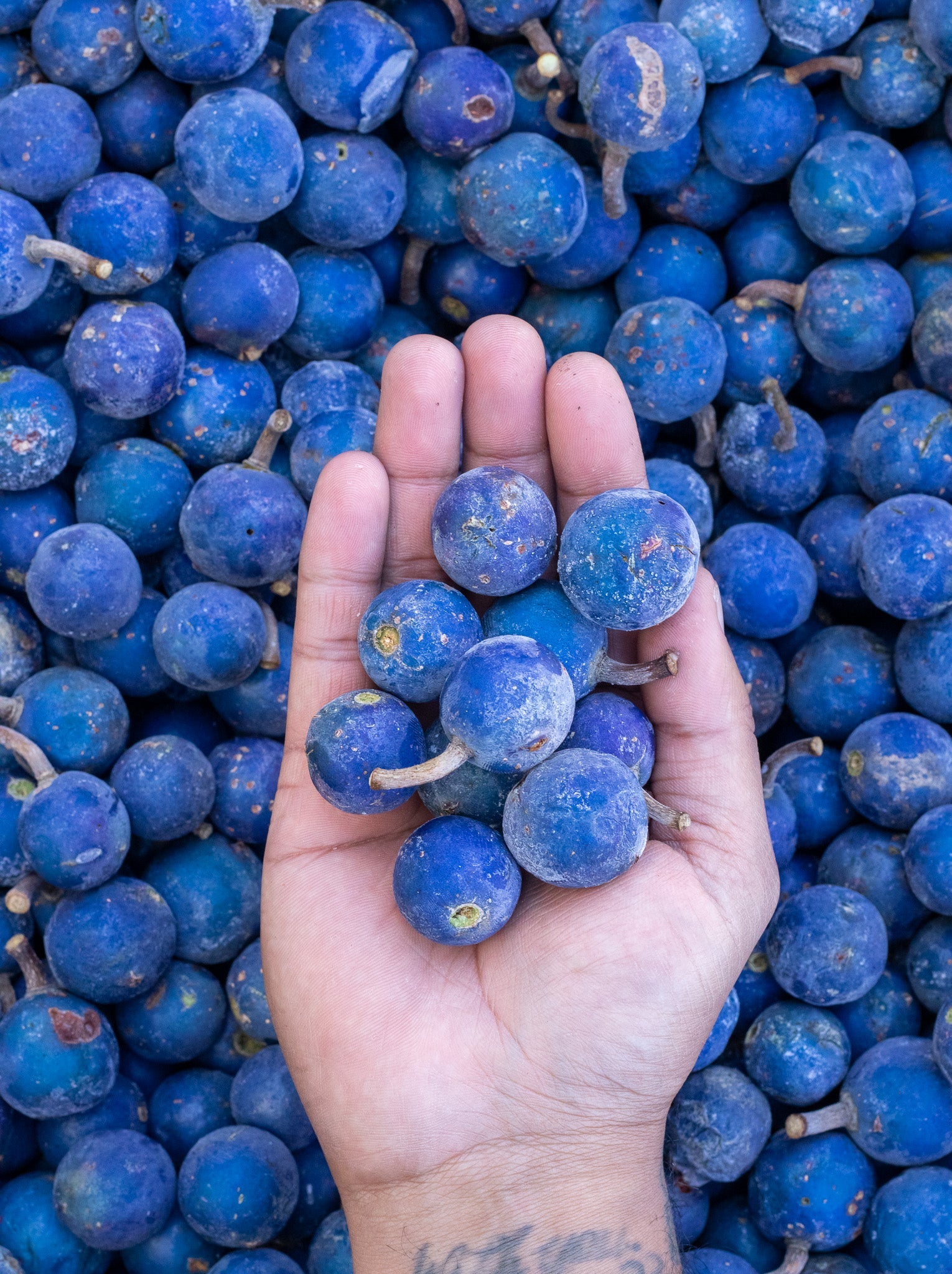 Blue Fruit