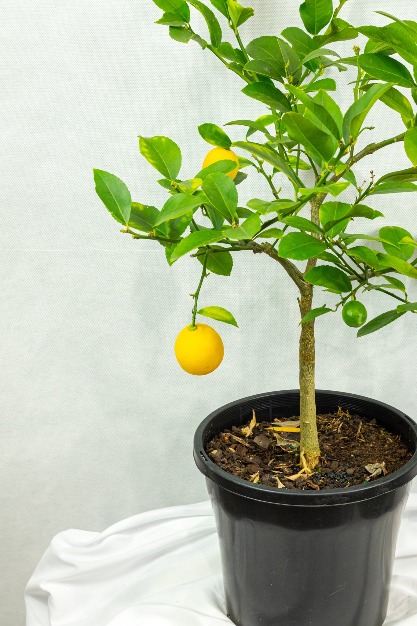 Dwarf Meyer Lemon