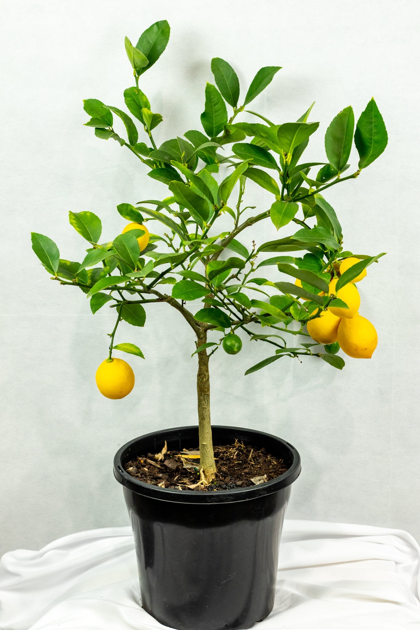 Add to cart Sold out