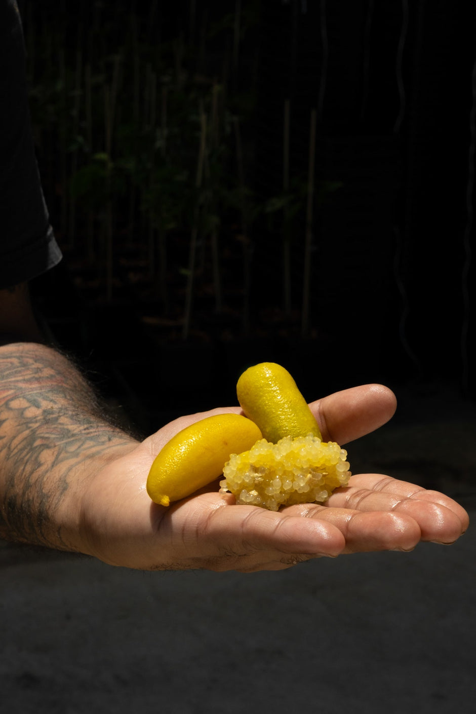 Finger Lime Fruits Frozen