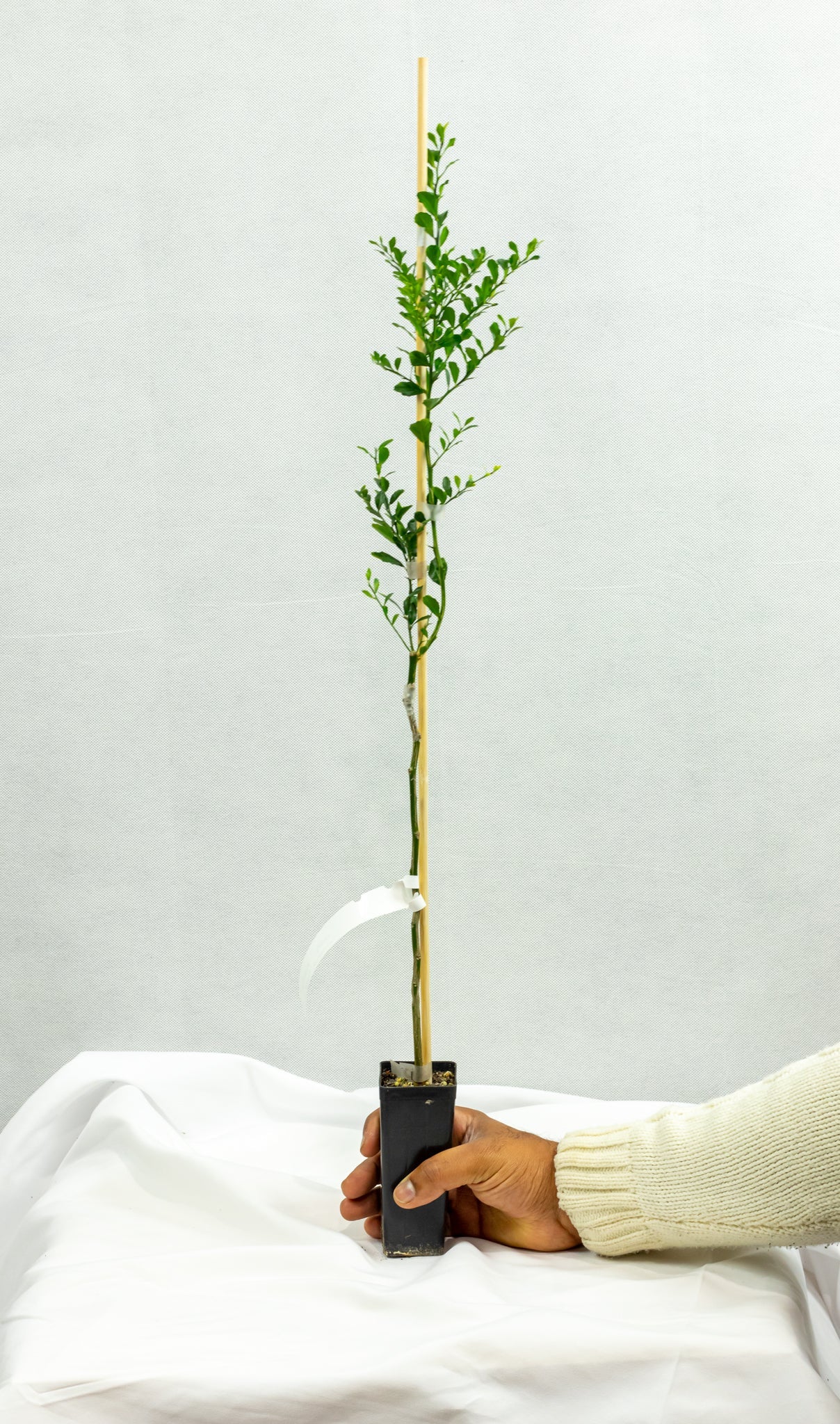 Finger Lime Trees - 1-2 Years Old