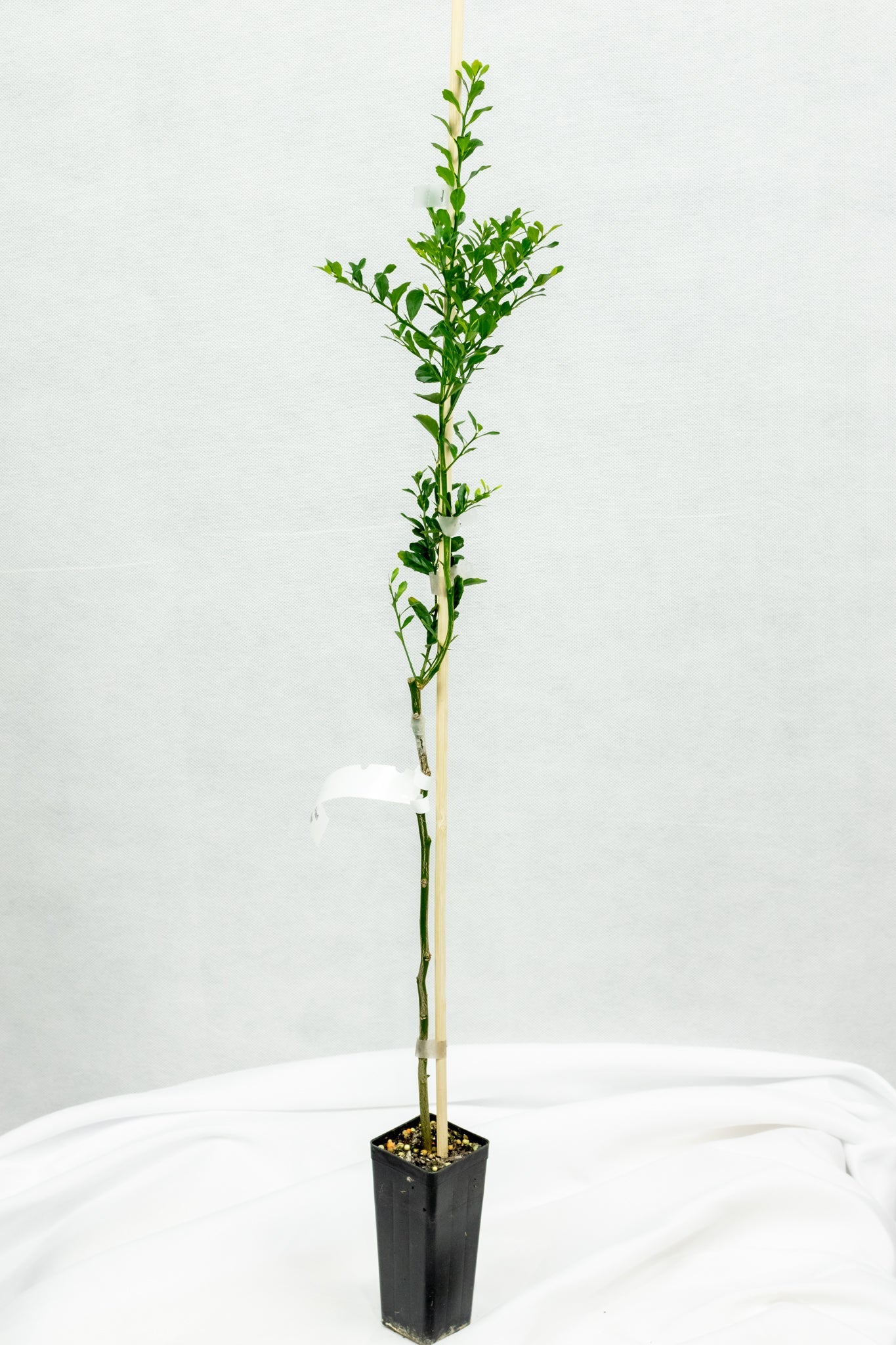 Finger Lime Trees - 1-2 Years Old