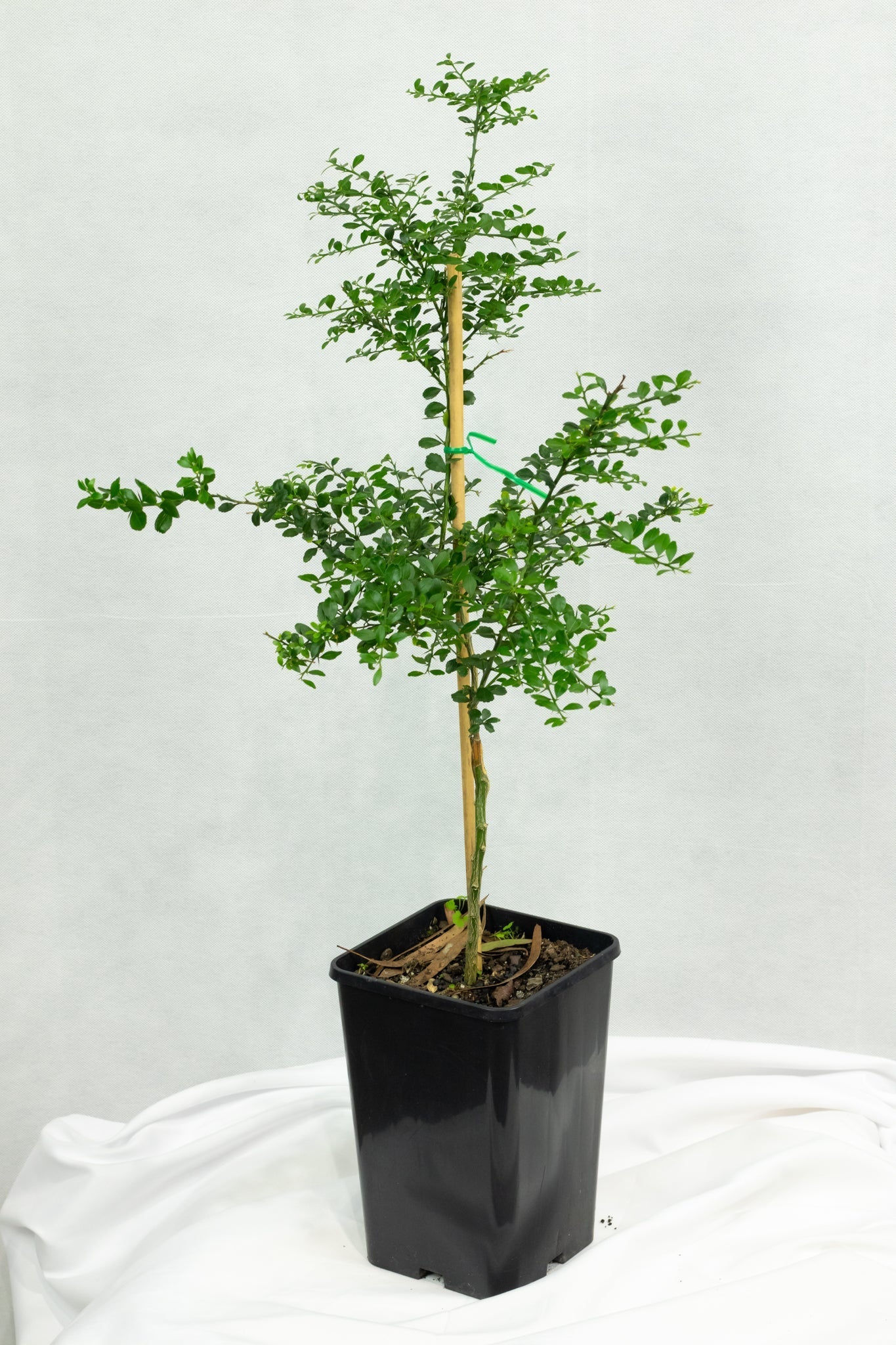 Finger Lime Trees - 2-3 Years Old