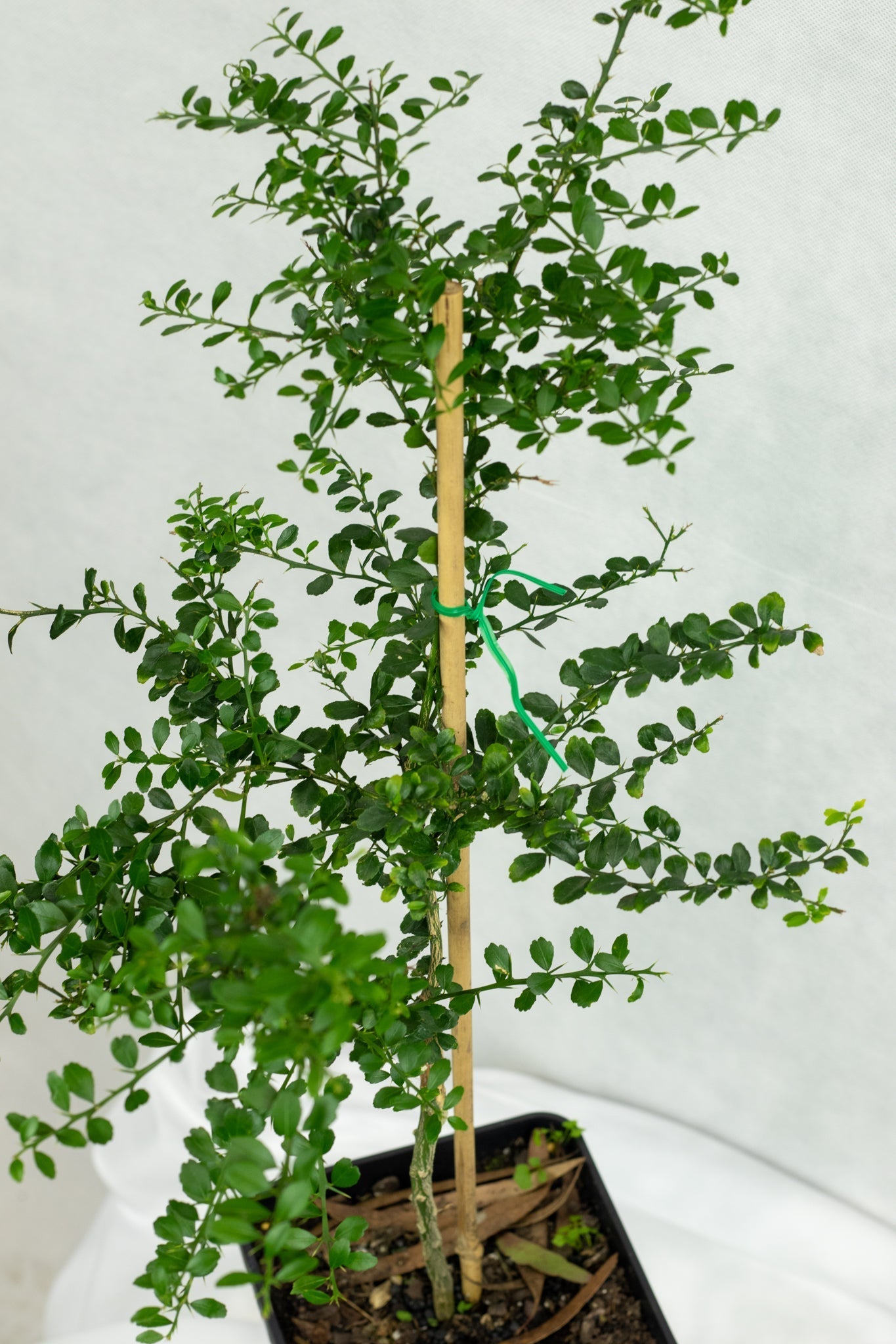 Finger Lime Trees - 2-3 Years Old