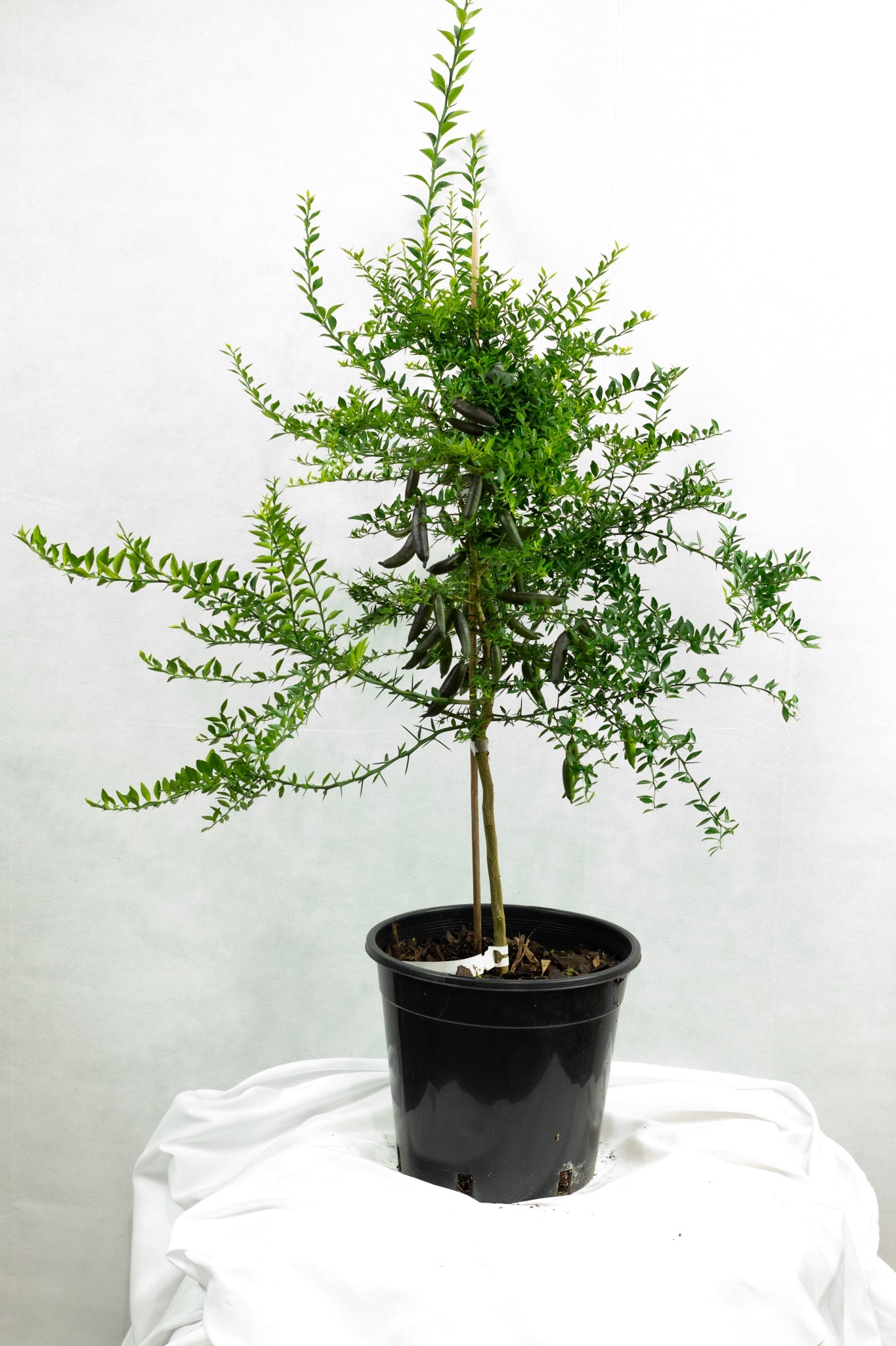 Finger Lime Trees - 4-5 Years Old