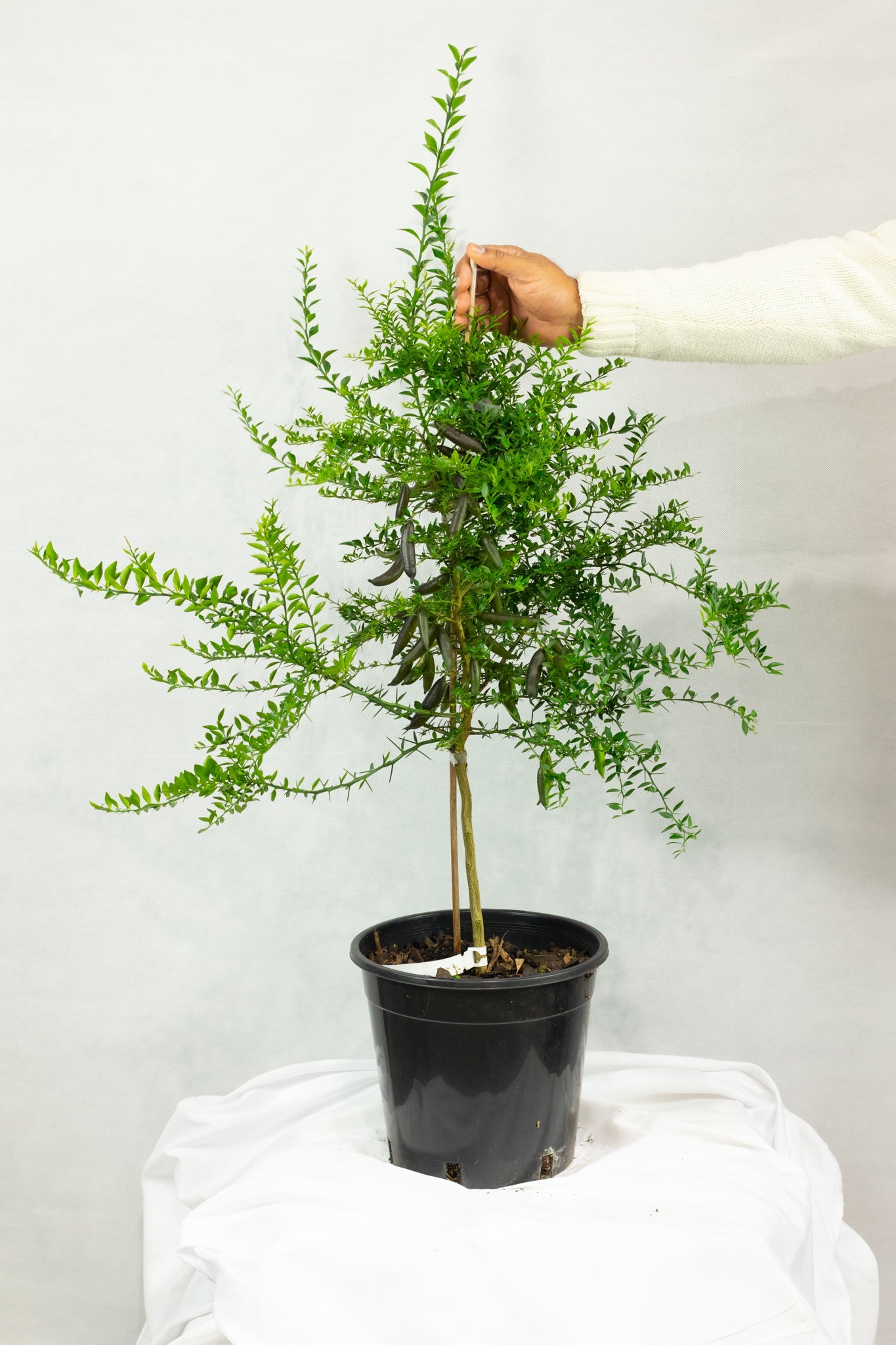 Finger Lime Trees - 4-5 Years Old