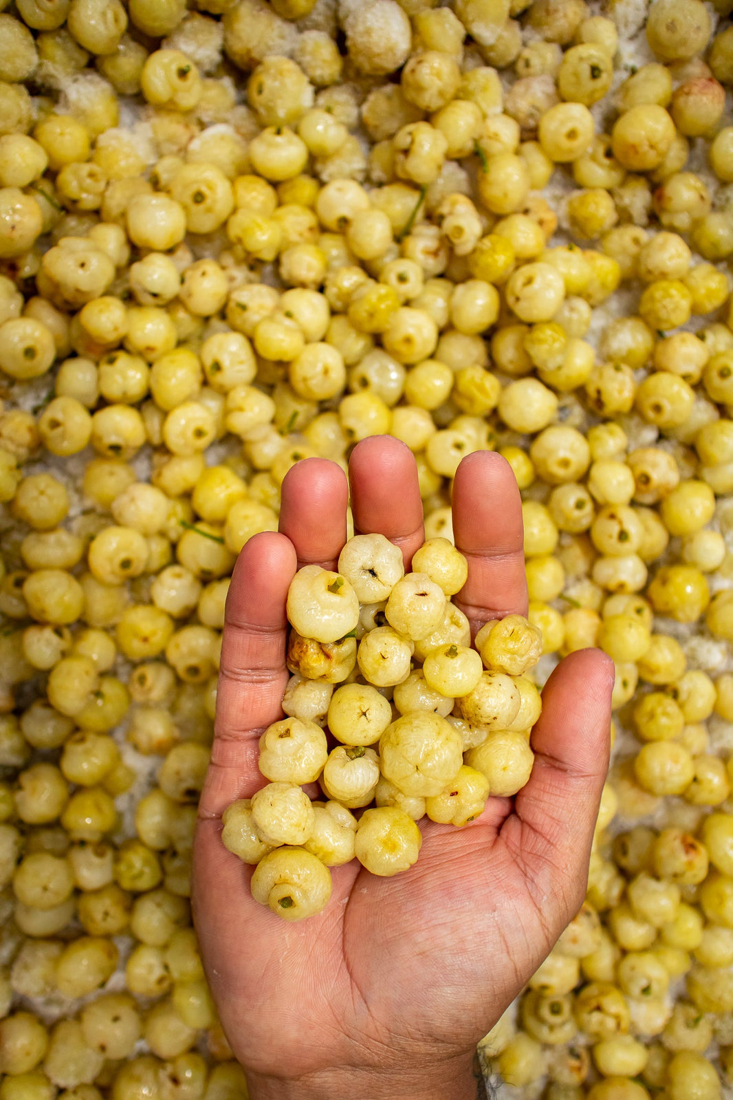 Lemon Aspen