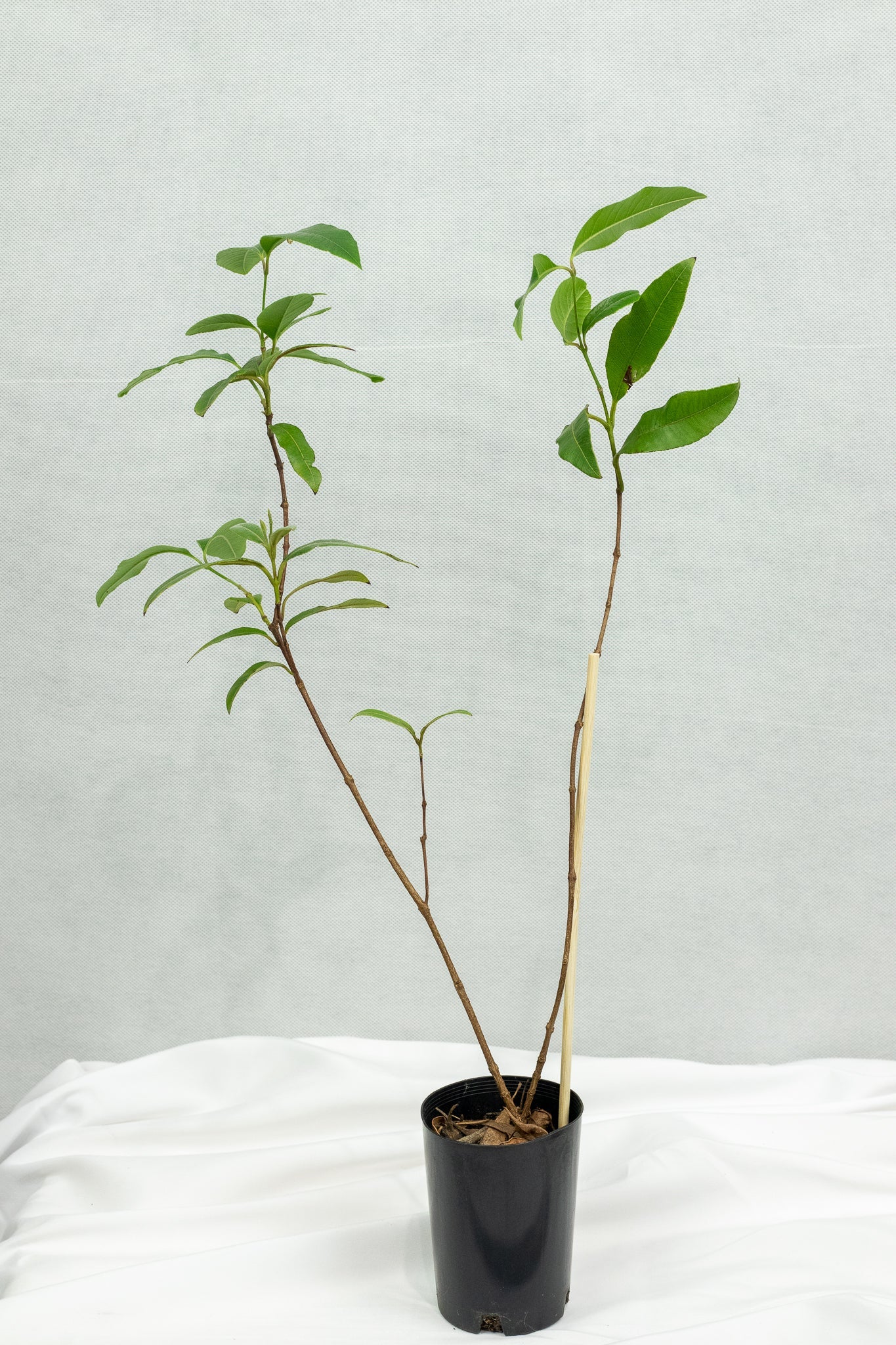 Open media 1 in modal