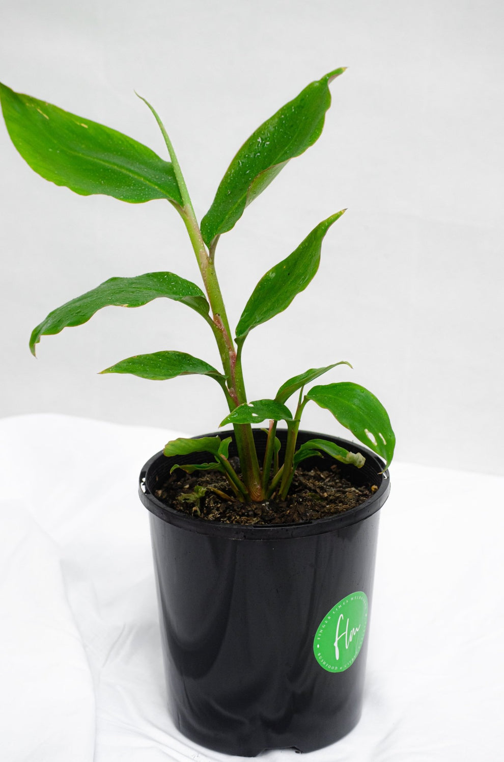 Open media 2 in modal