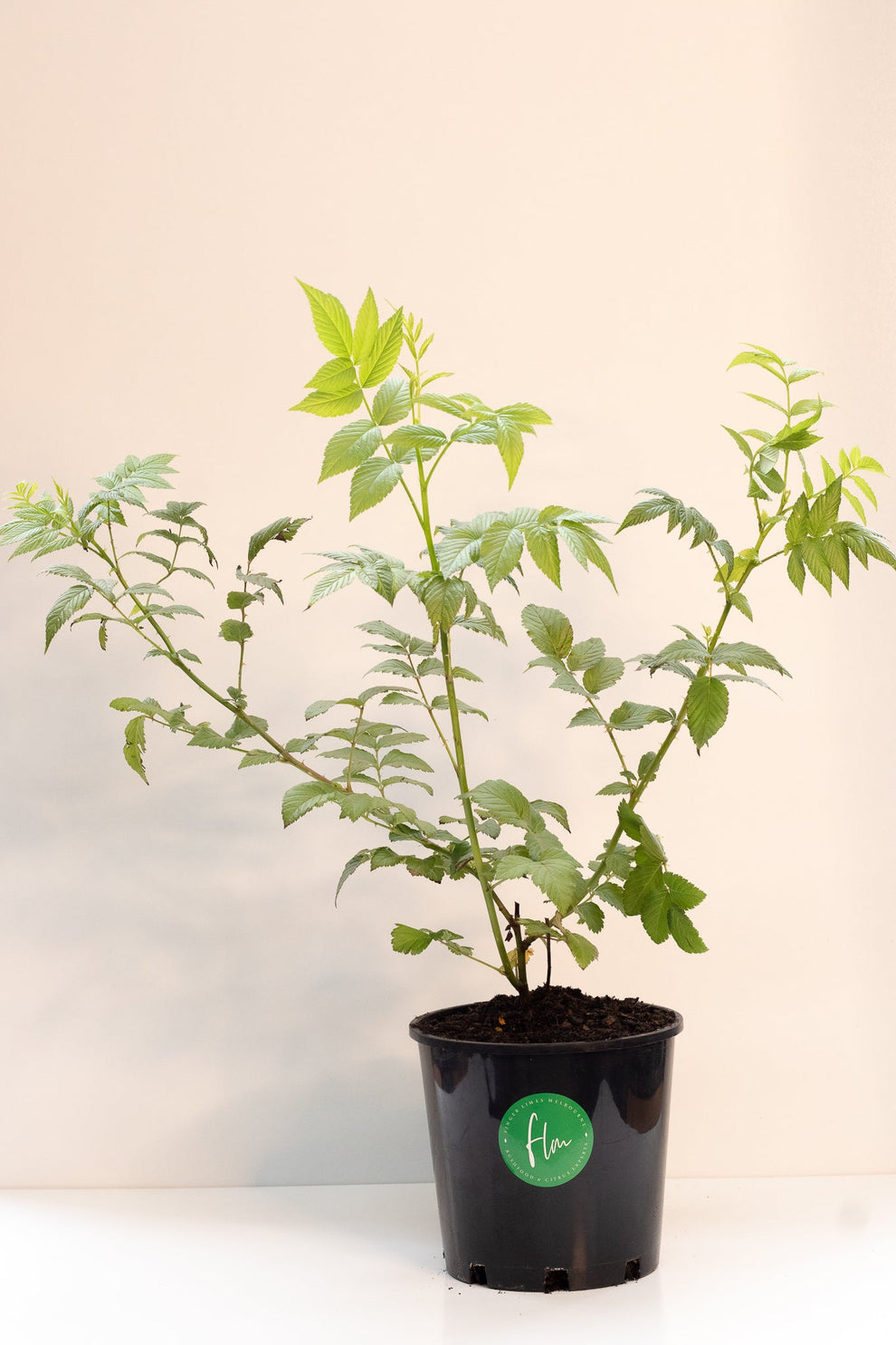 Skip to product information