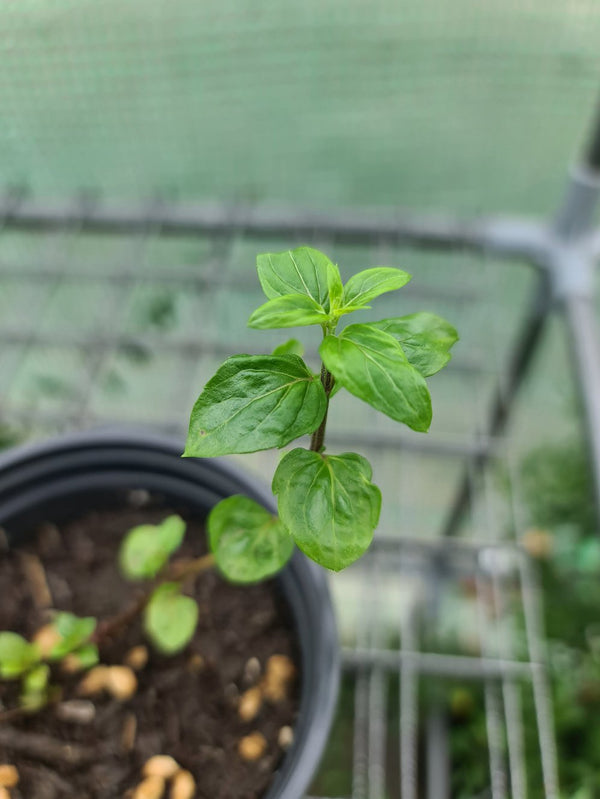 Skip to product information