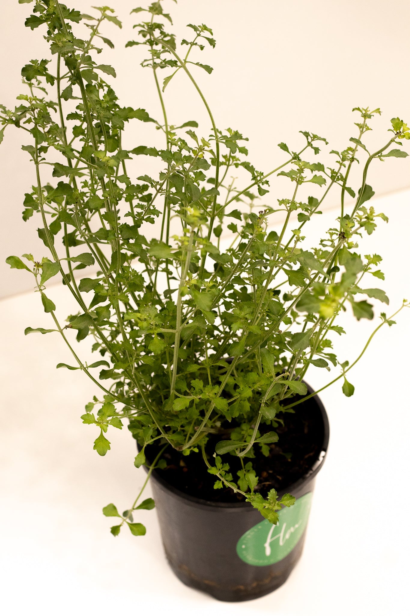 Native Thyme